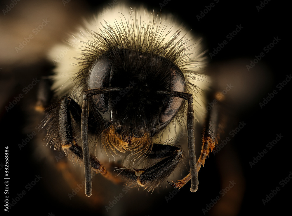 Bombus affinis, bee Macro , Closeup of face fluffy head of bee, Flying ...