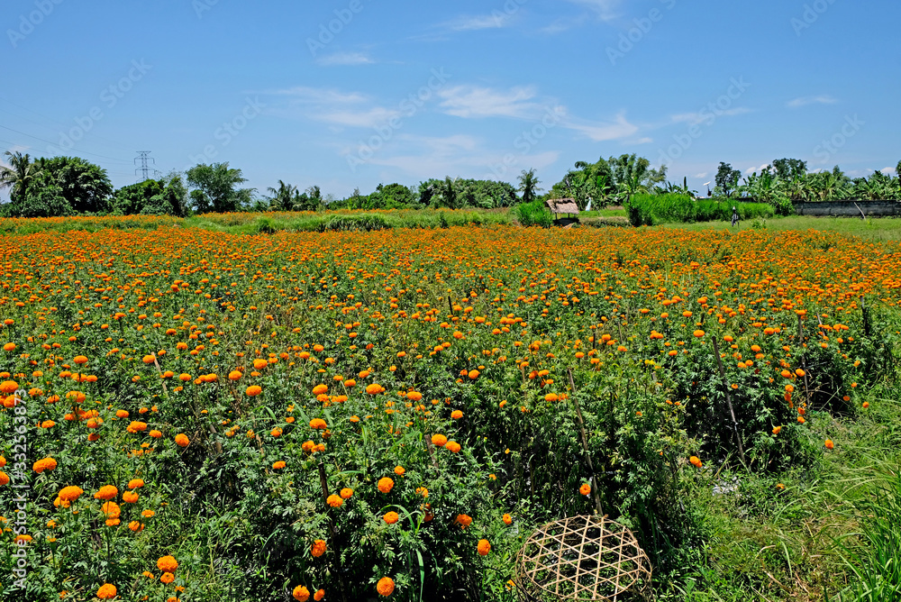 Marigold Flower Cultivation In India | Best Flower Site