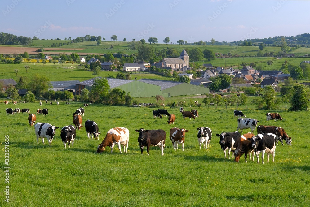 Vaches laitières au pré de différentes races après la traite ภาพถ่าย ...