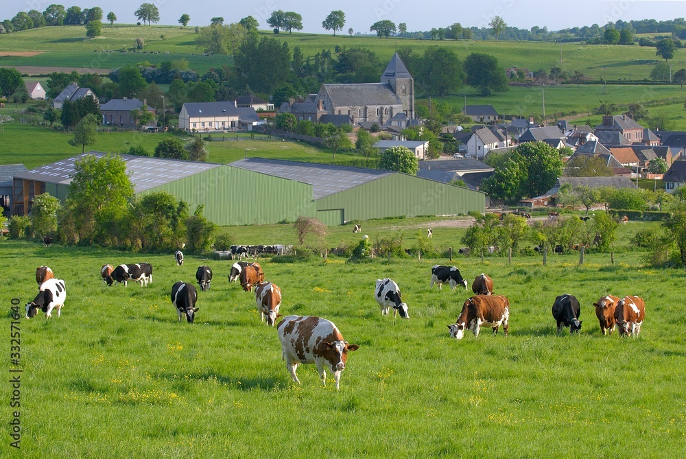 Foto de Vaches laitières au pré de différentes races après la traite do ...
