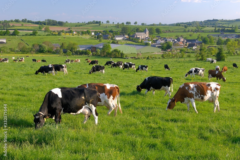 Foto de Vaches laitières au pré de différentes races après la traite do ...