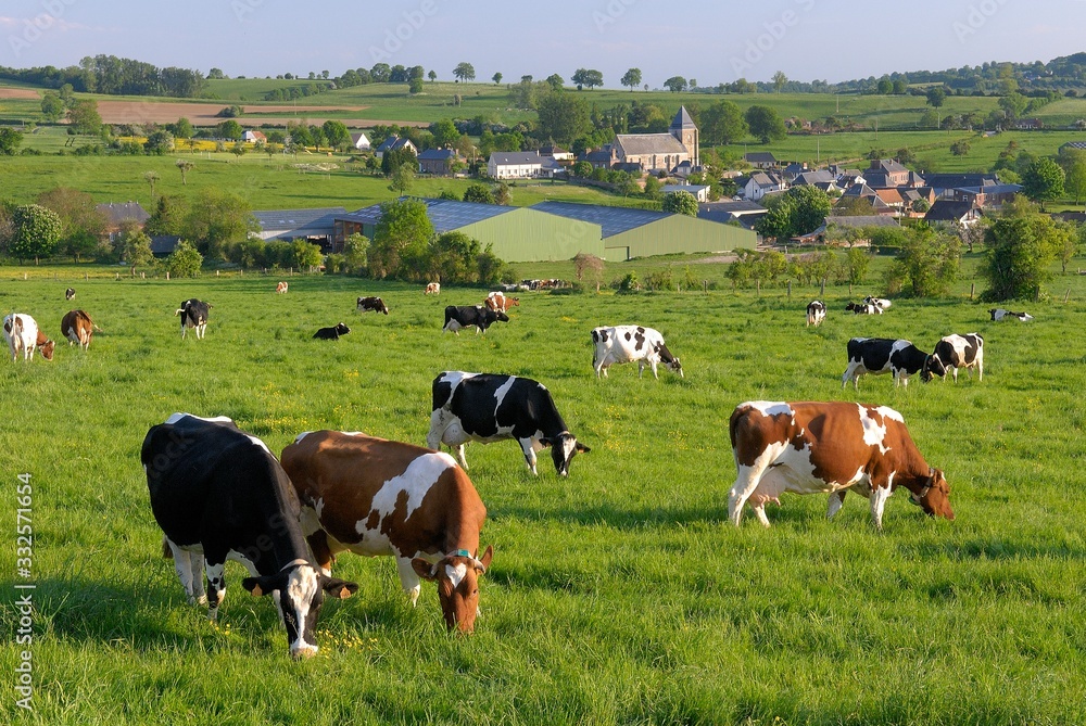 Vaches laitières au pré de différentes races après la traite Stock ...