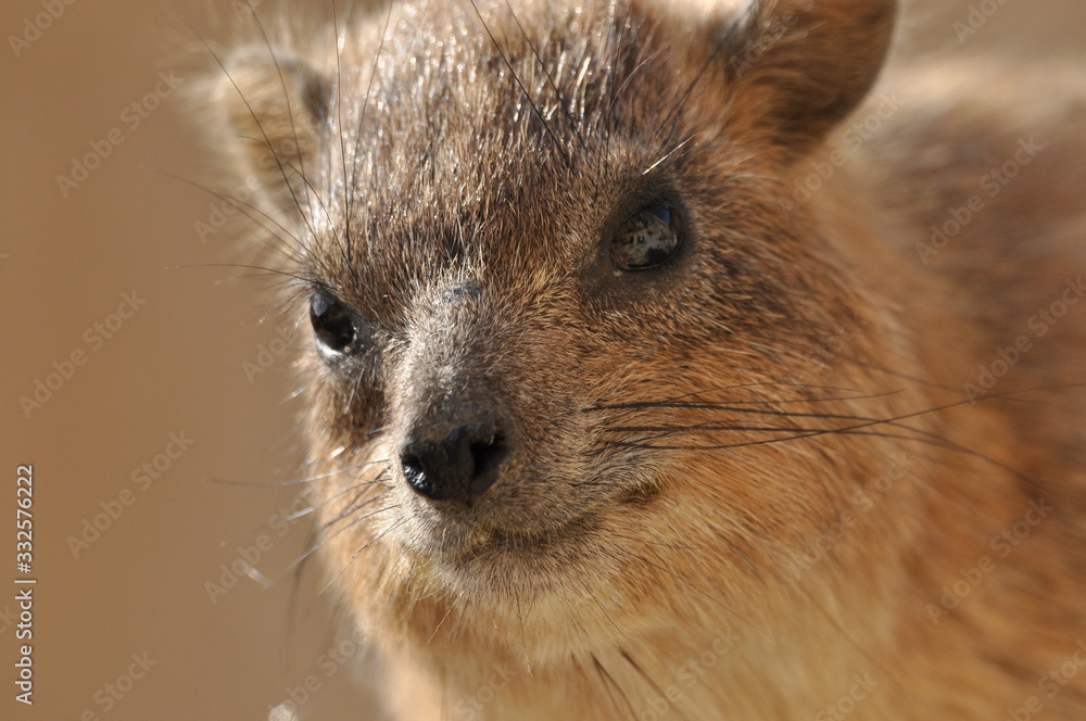 Rock hyrax in the Ein Gedi National Park in Israel. Protected wild ...