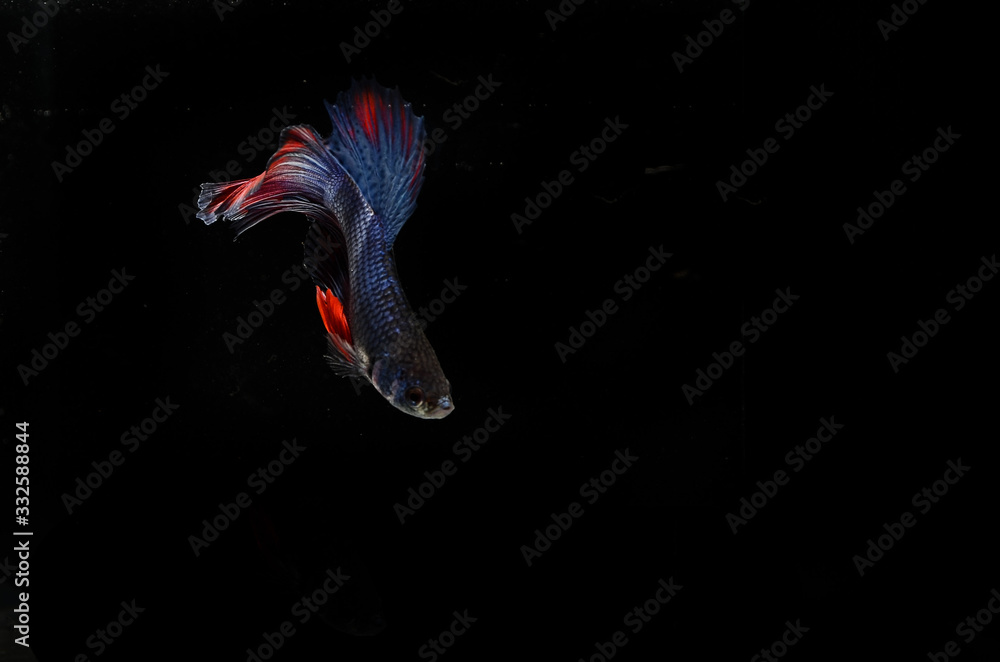 Colorful Betta fish , photographing hickey fish while moving, Betta ...