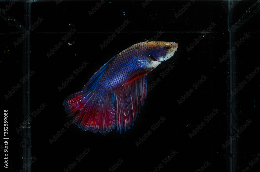 Colorful Betta fish , photographing hickey fish while moving, Betta ...