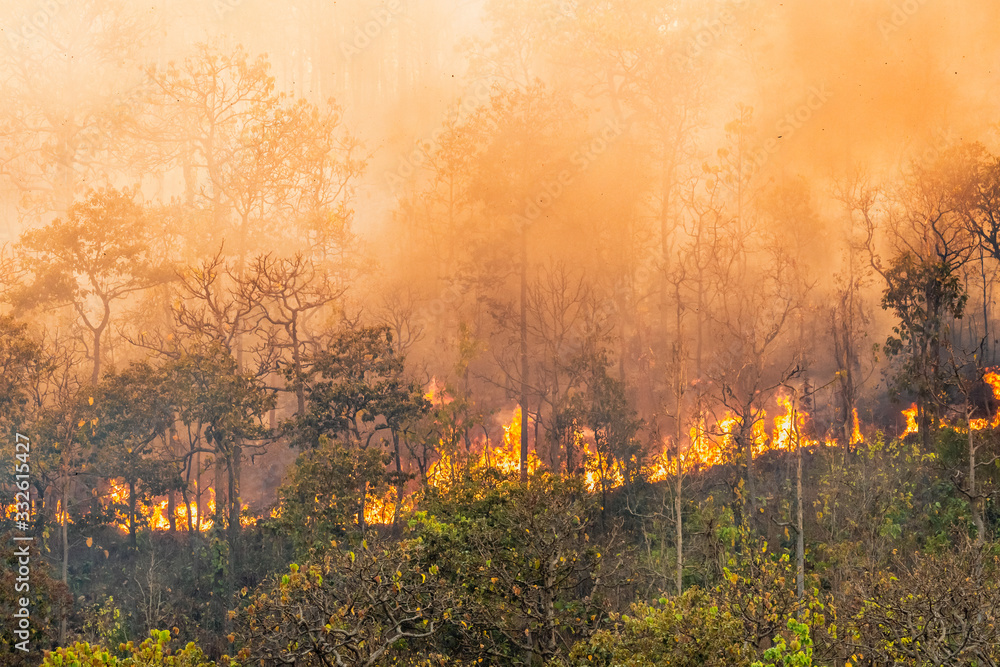 Rain forest fire disaster is burning caused by humans Stock Photo ...