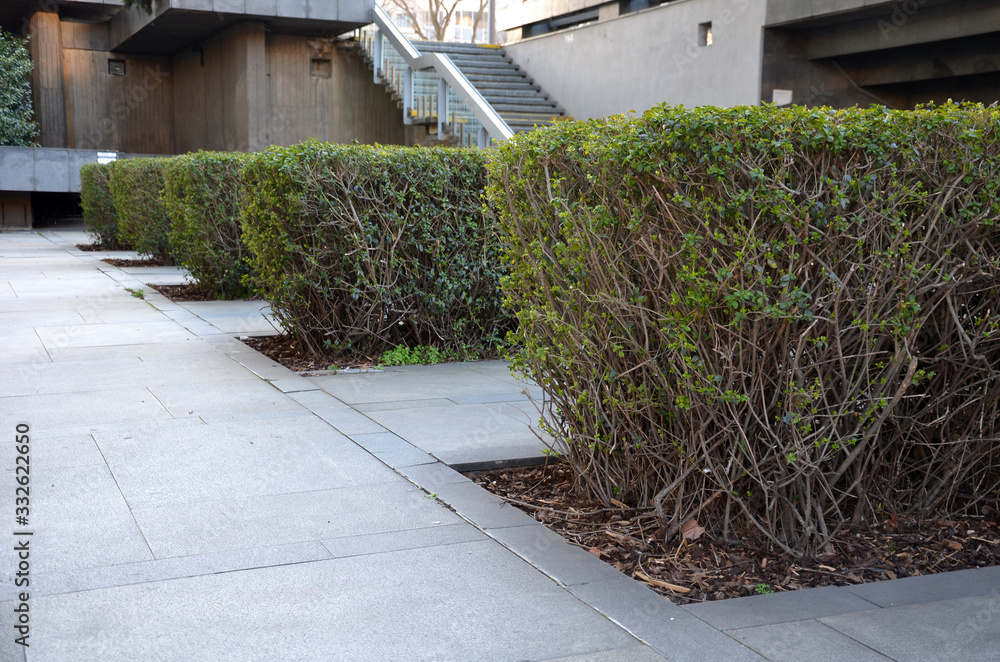 hedgerow of Ligustrum ovalifolium privet shrubs planted in large paved ...