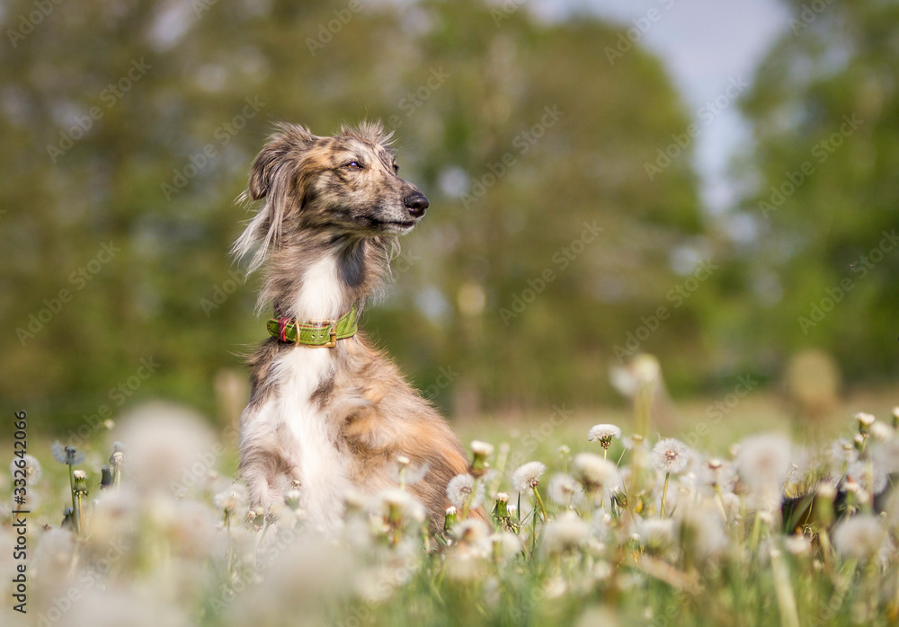 Silken Windsprite Stock Photo | Adobe Stock