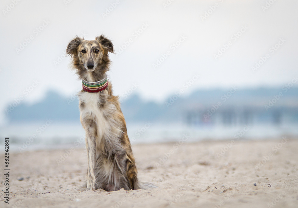 Silken Windsprite Stock Photo | Adobe Stock