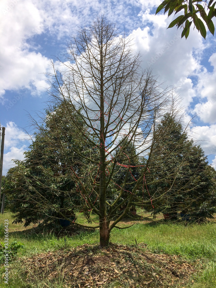 Root rot disease in durian tree in the garden, the durian tree is dead ...