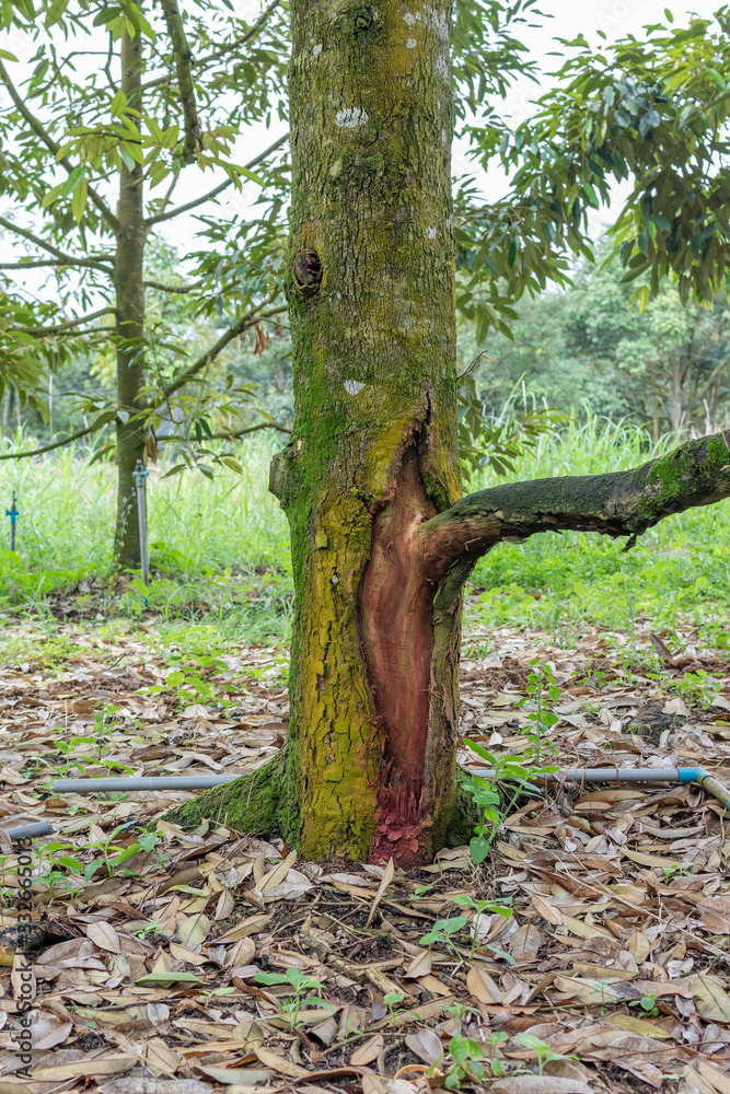 Durian tree is a root rot disease Stock Photo | Adobe Stock
