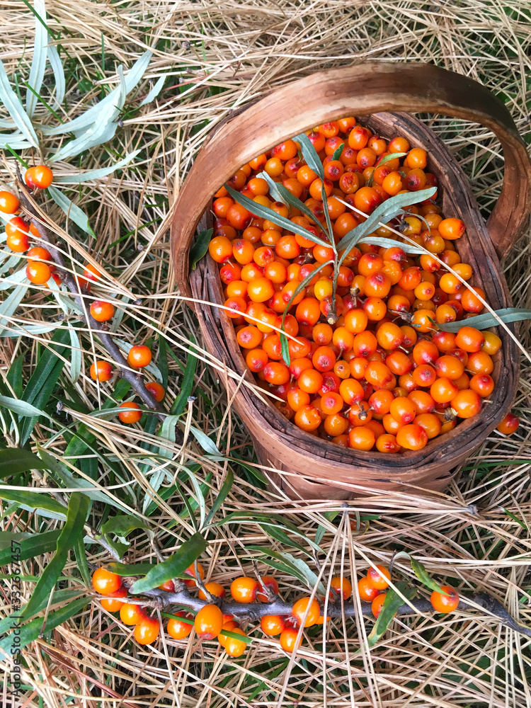 Ripe sea-buckthorn berries in a wicker basket and branches of its shrub ...