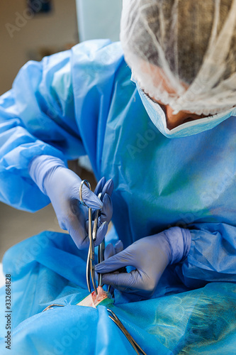 Surgery to remove a tumor in a cat. Surgical access to the abdominal ...