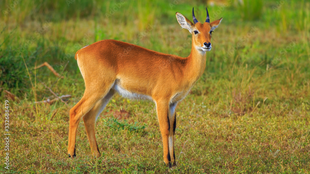 male Oribi (Ourebia ourebi) in the grasslands of Murchison Falls ...