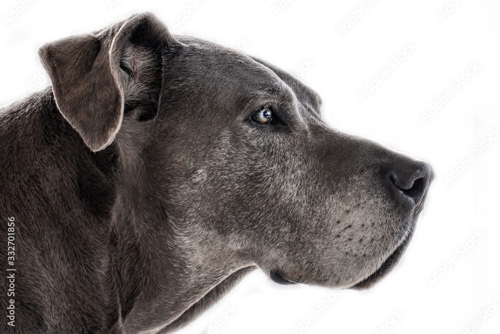 Perfil de bonito cachorro cinza olhando o horizonte e fundo branco ...