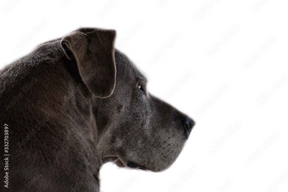 Perfil de bonito cachorro cinza olhando o horizonte e fundo branco ...