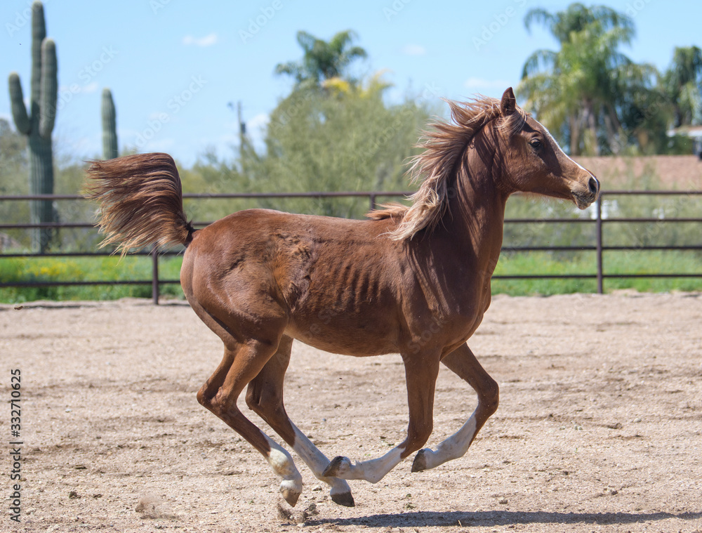 Arabian horse running in an arena Stock Photo | Adobe Stock