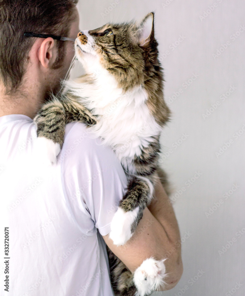 Siberian cat close up face portrait with fat cheeks and haughty gaze ...