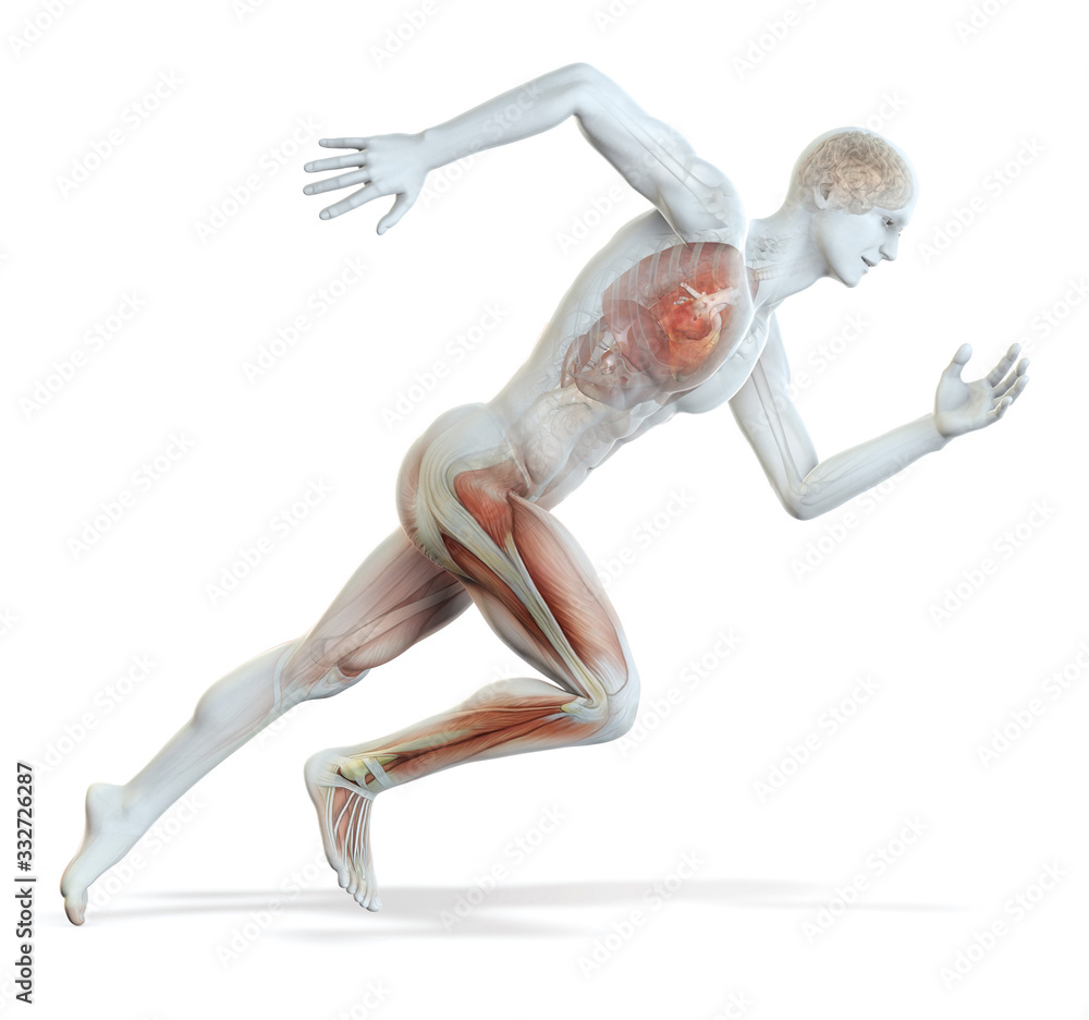 Running man with inner organs, highlighted heart, lungs, muscles and ...