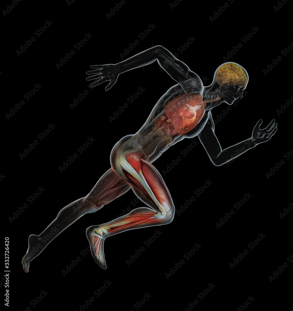 Running man with inner organs, hghlighted heart, muscles and skeleton ...