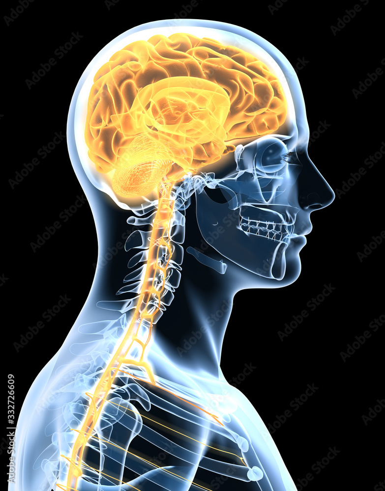 Transparent human brain with spinal cord and spine, medical 3D ...