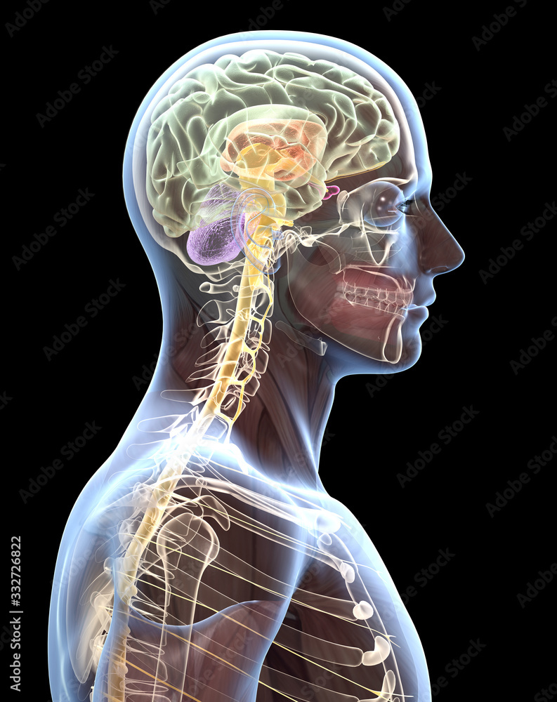 Transparent human brain with spinal cord and spine, medical 3D ...