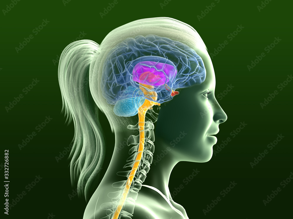 Transparent human brain with spinal cord and spine, medical 3D ...