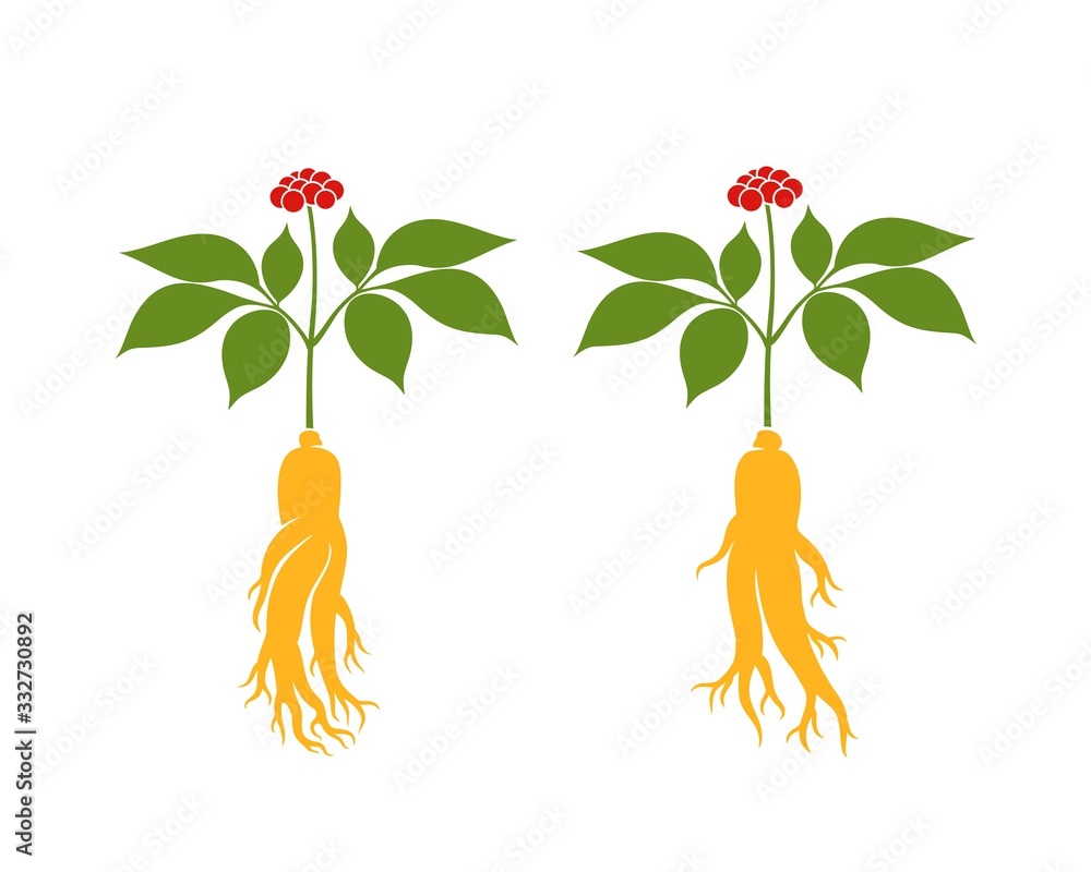 Ginseng logo. Isolated ginseng on white background Stock Vector | Adobe ...