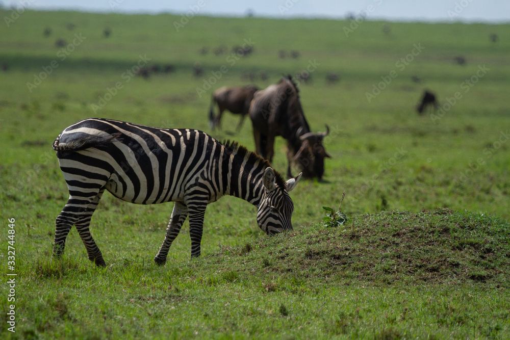 Zebra grazing on grass with a herd of wildebeest on the Masai Mara in ...