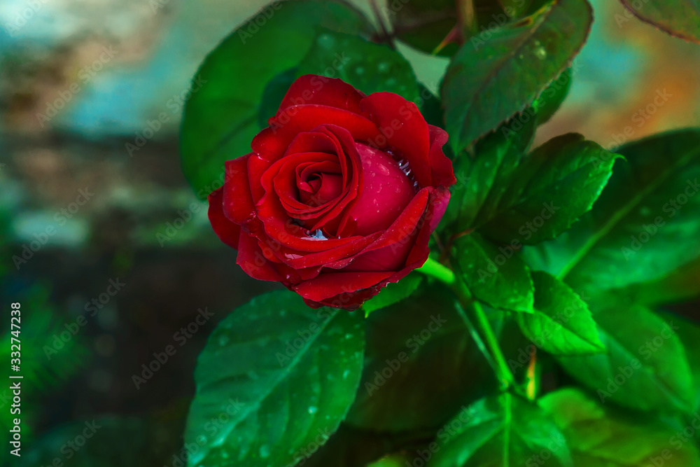 Red Dutch rose Bush with water droplets Stock Photo | Adobe Stock