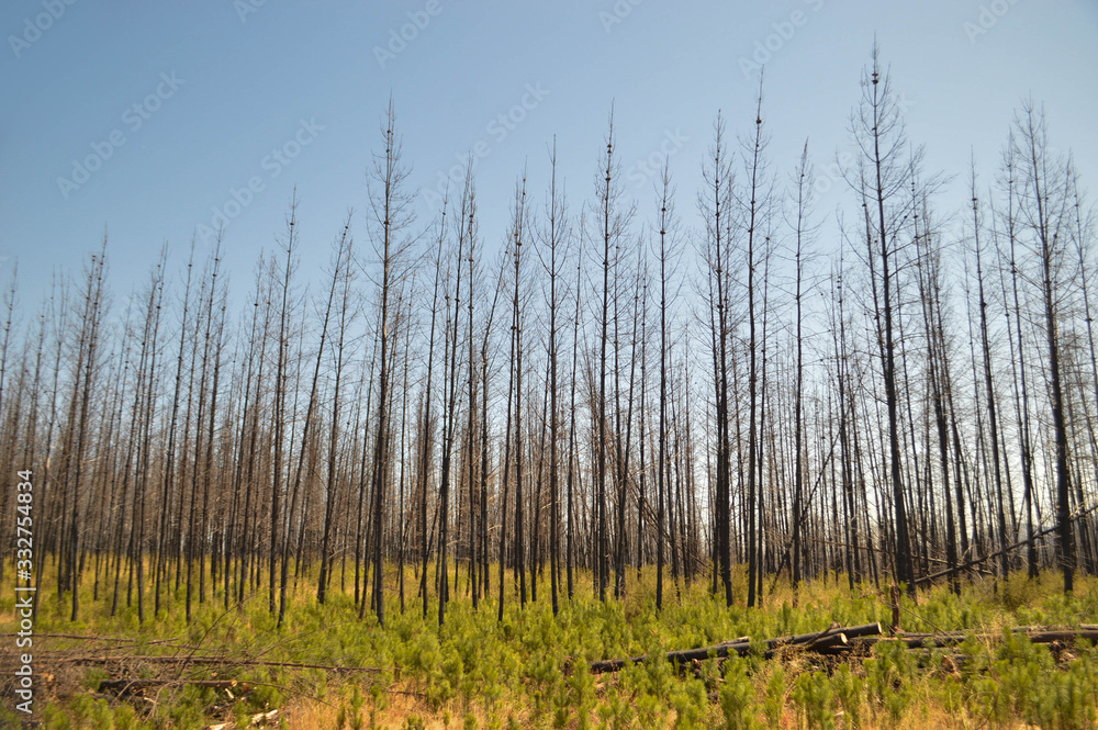 Arboles secos Stock Photo | Adobe Stock