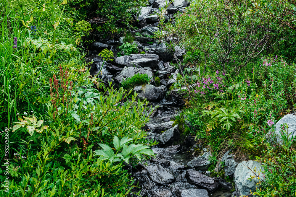 Great variety of grasses and flowers near spring water among stones ...