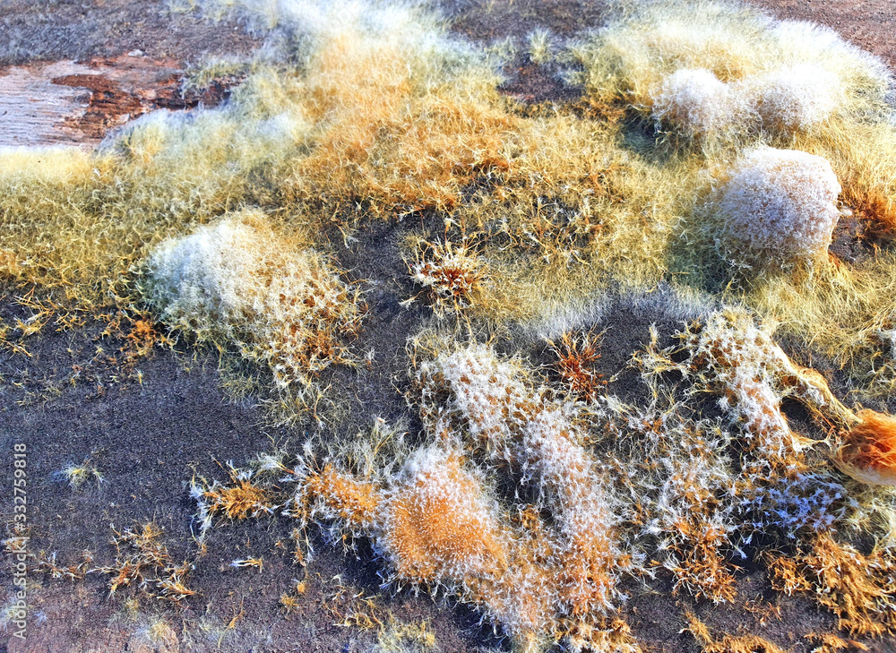 Large colonies of mold fungi. Microworld, mold in various ...