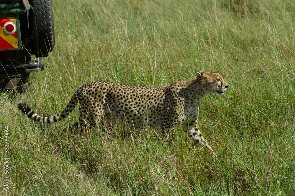 Cheetah in Kenya Stock Photo | Adobe Stock