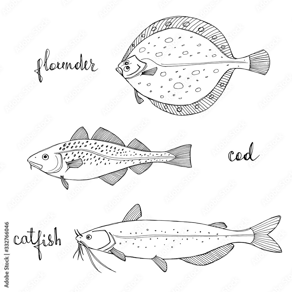 Flounder, cod, catfish. Black line sketch collection of fish isolated ...