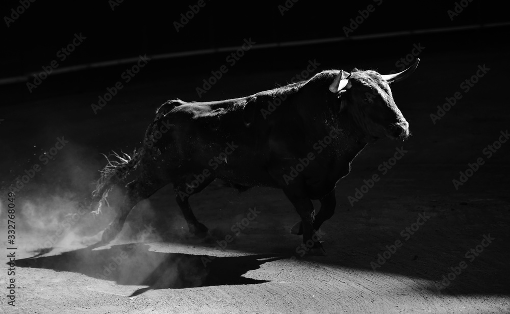 toro español con grandes cuernos en un tradicional espectáculo de toreo ...