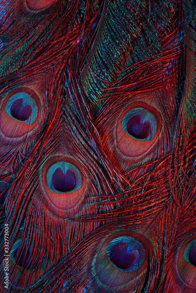 Vintage Peacock Feather Image