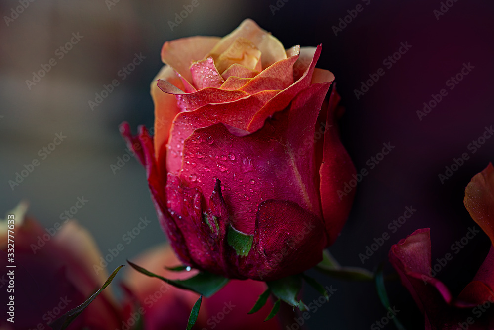 Rose - colors of flame Stock Photo | Adobe Stock