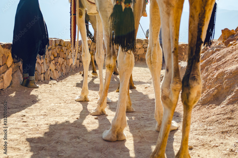 Long camel legs standing on a dirt road Stock Photo | Adobe Stock