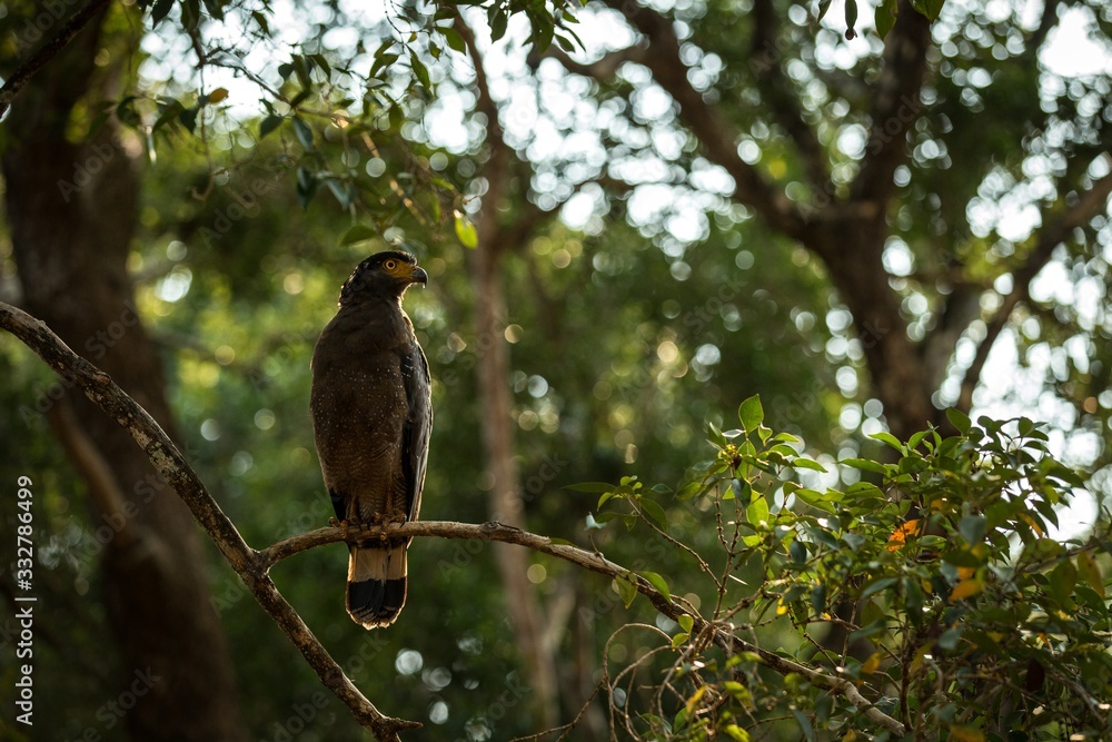 Portrait of crested Serpent Eagle perched in tree in Wilpattu National ...