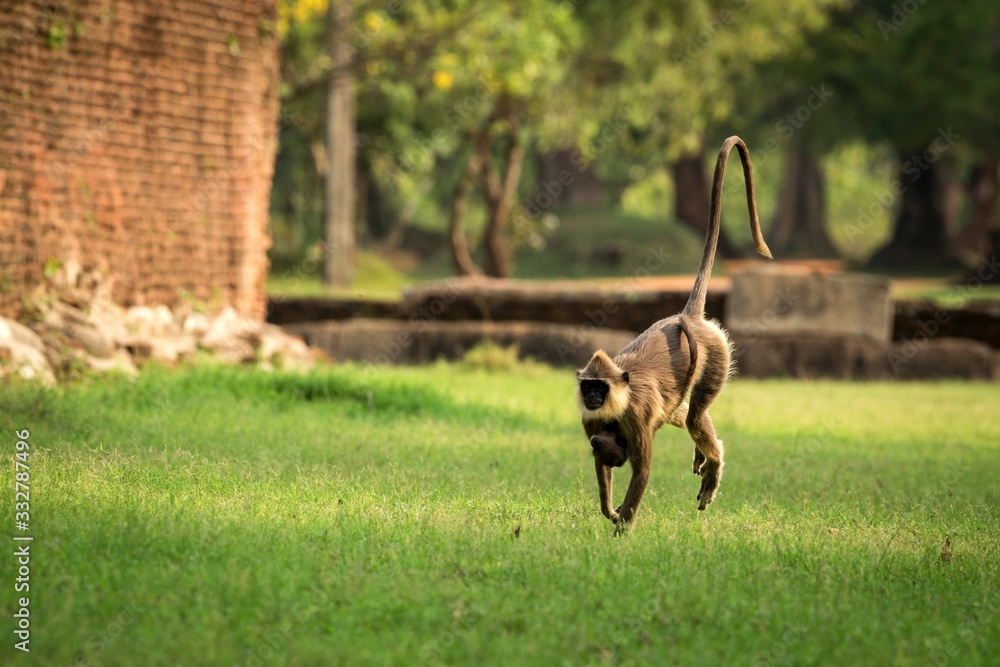 Gray langurs, sacred langurs, Indian langurs or Hanuman langurs in ...