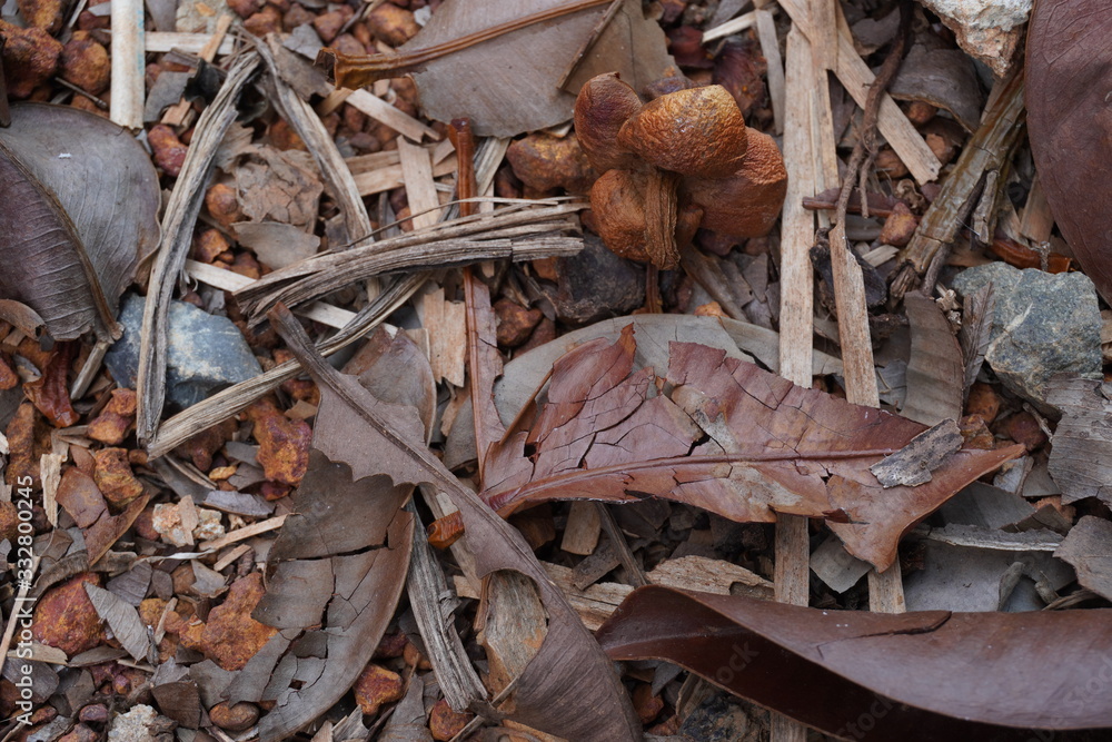 Brown mangosteen shells fell in the garden. Brown leaves fall on the ...