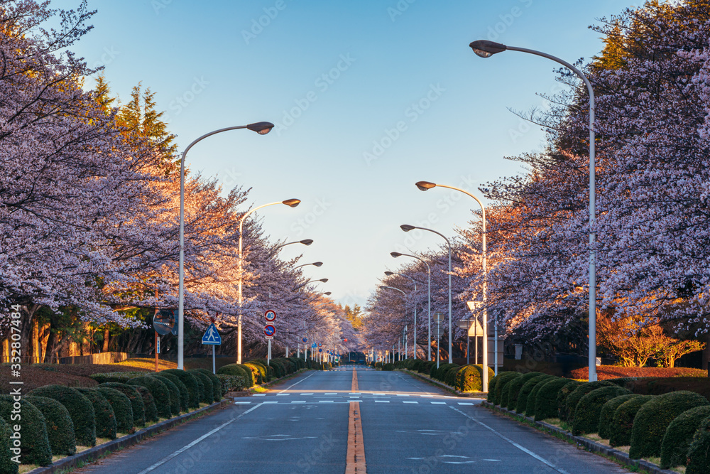 Cherry blossom trees in Japan during Sakura Season Stock Photo | Adobe ...