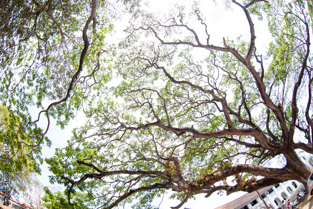 Beautiful branches of trees stretch to the sky. Stock Photo | Adobe Stock