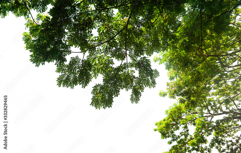 Monkey Pod, East Indian Walnut Tree. Samanea saman Tree isolated on ...