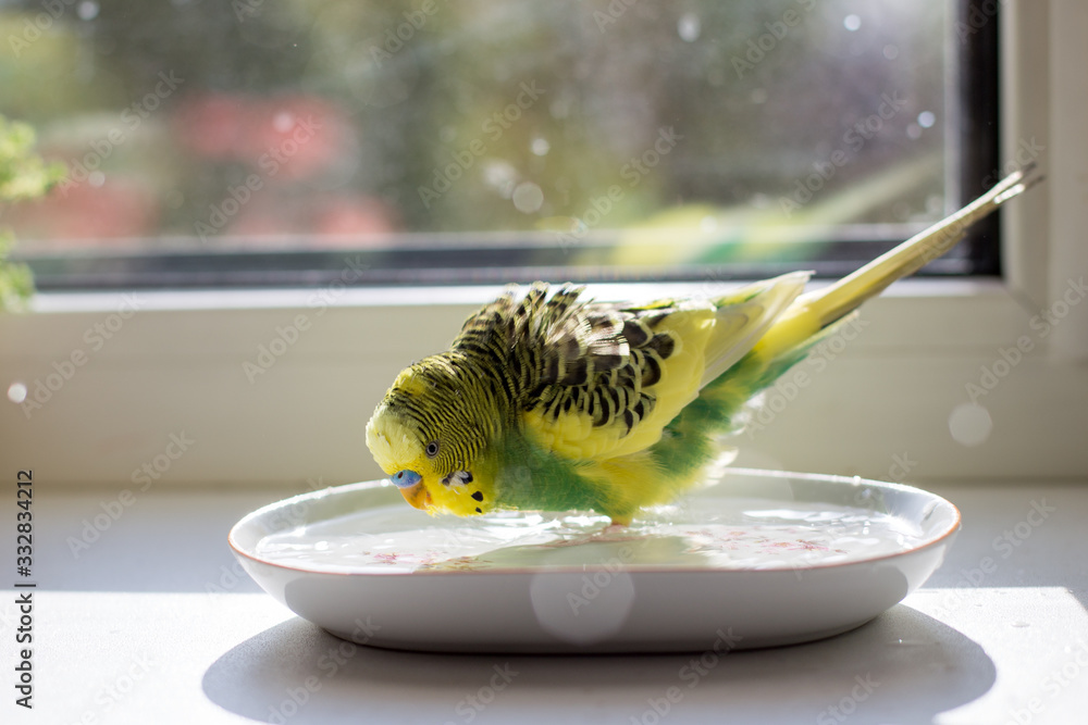 bathing of a budgie Stock Photo | Adobe Stock