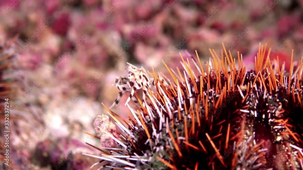 Sea urchin (Tripneustes ventricosus) with small Zebra Urchin Crab ...