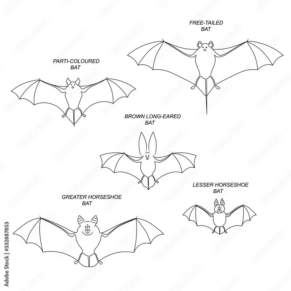 Bats. Vector black drawing outline image set. Stock Vector | Adobe Stock