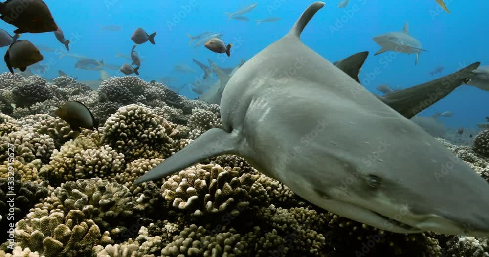 Beautiful Lemon shark in the Pacific. Underwater life with shark and ...