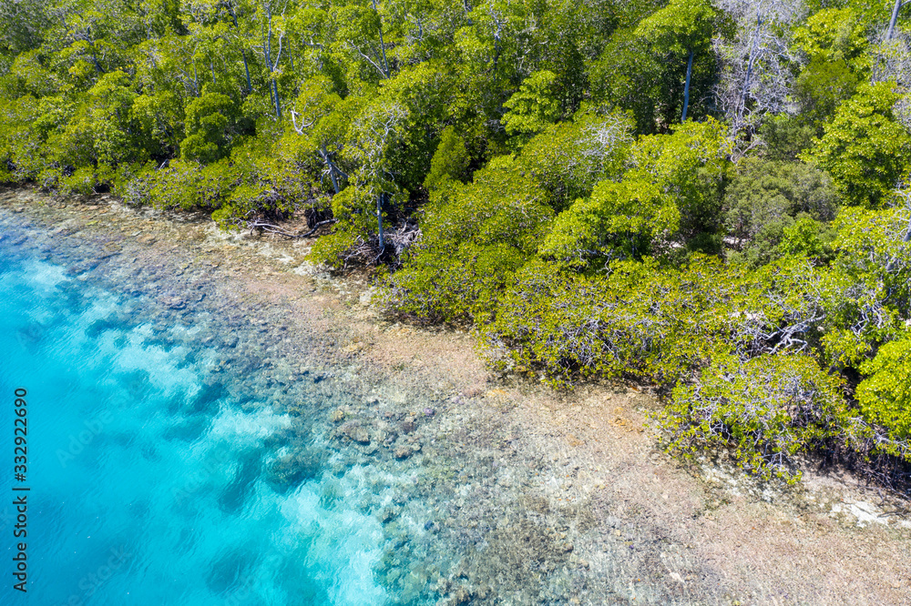 Healthy corals grow right up to the edge of a mangrove forest in Raja ...